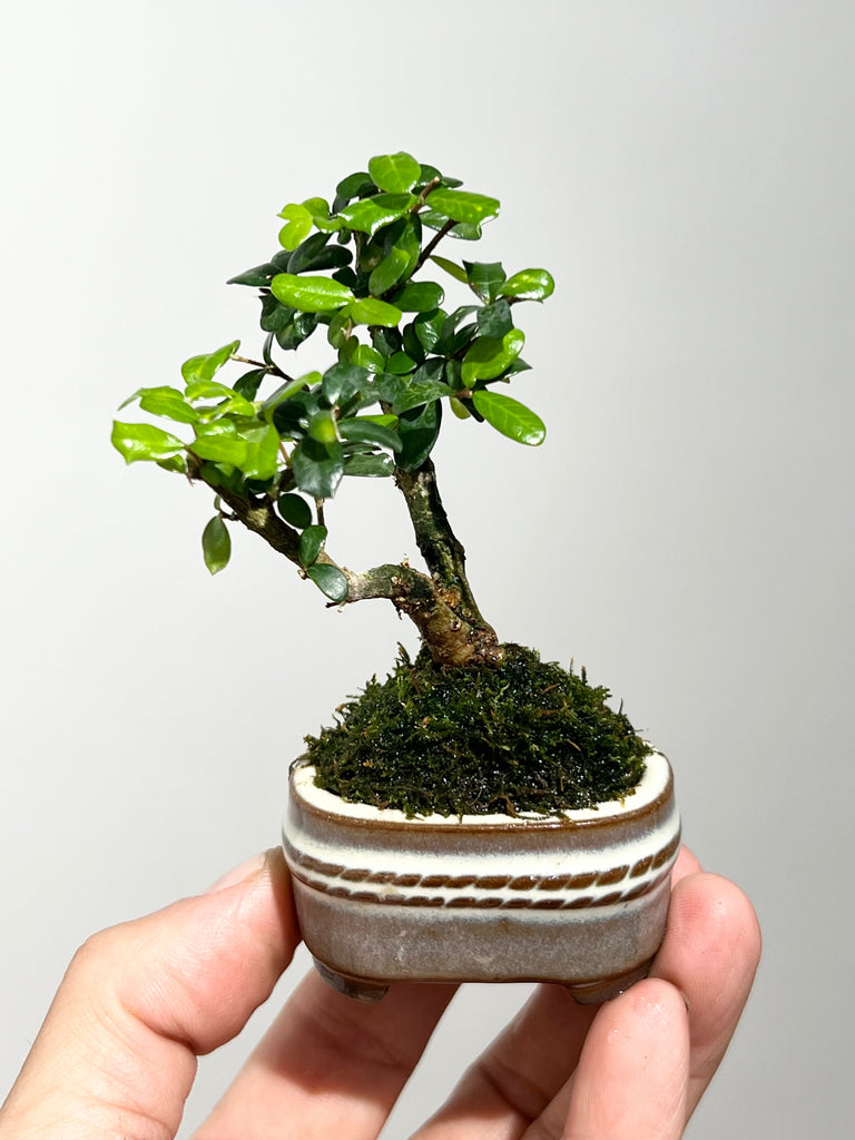 Chose your own date - Mini Bonsai Appreciation Workshop – Crafted Identity