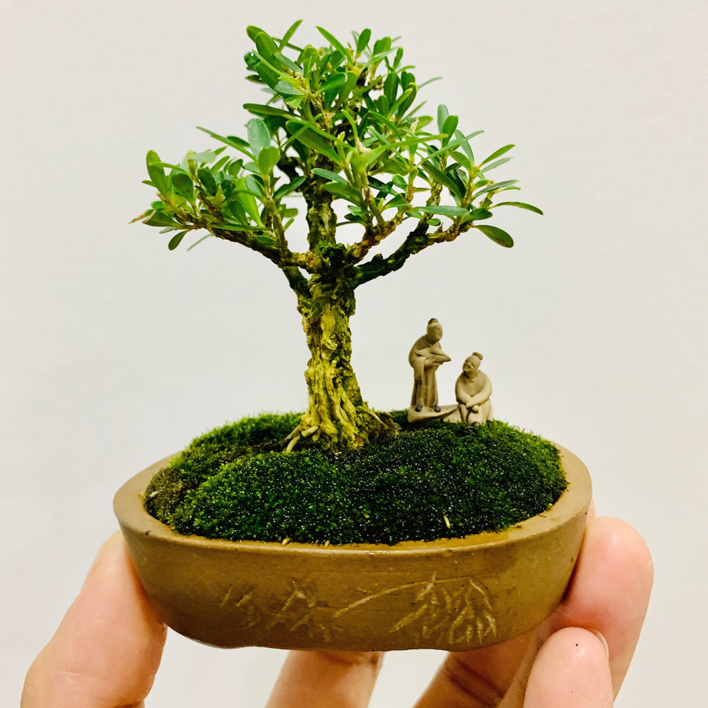 Chose your own date - Mini Bonsai Appreciation Workshop – Crafted Identity