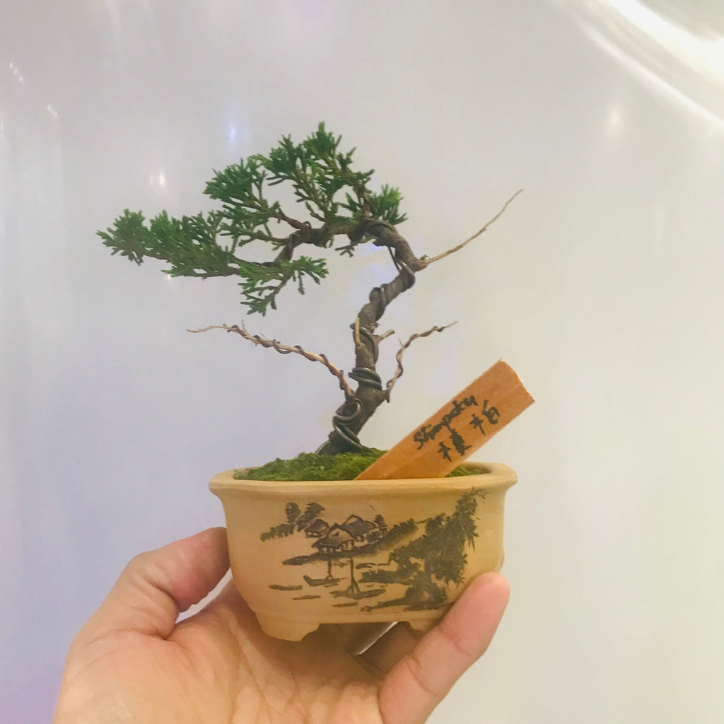 Chose your own date - Mini Bonsai Appreciation Workshop – Crafted Identity