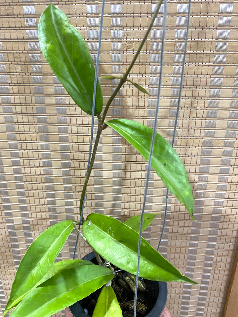 Hoya sp Aceh (a) – Crafted Identity