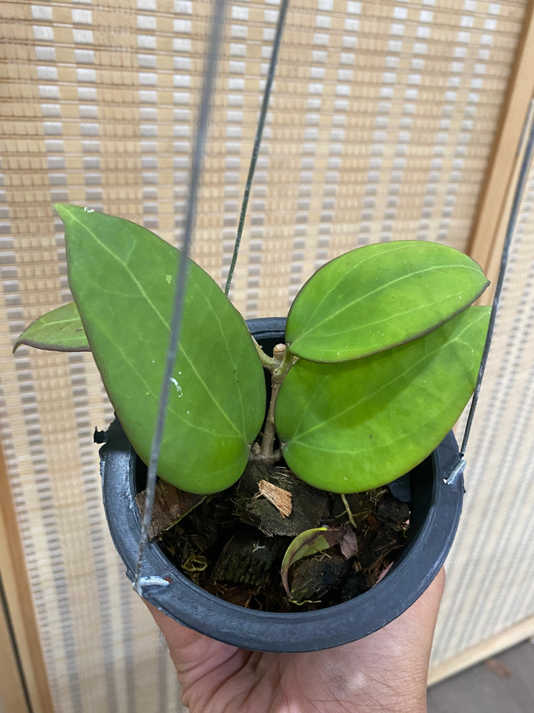 Hoya ice (s) – Crafted Identity