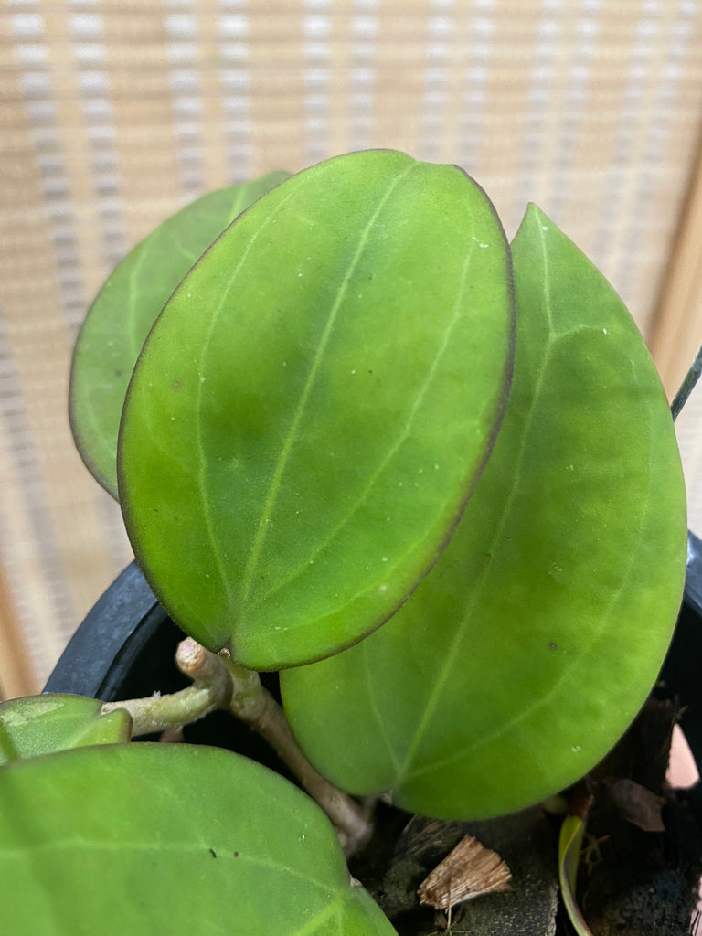 Hoya ice (s) – Crafted Identity