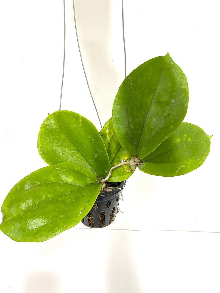 Hoya lambii – Crafted Identity