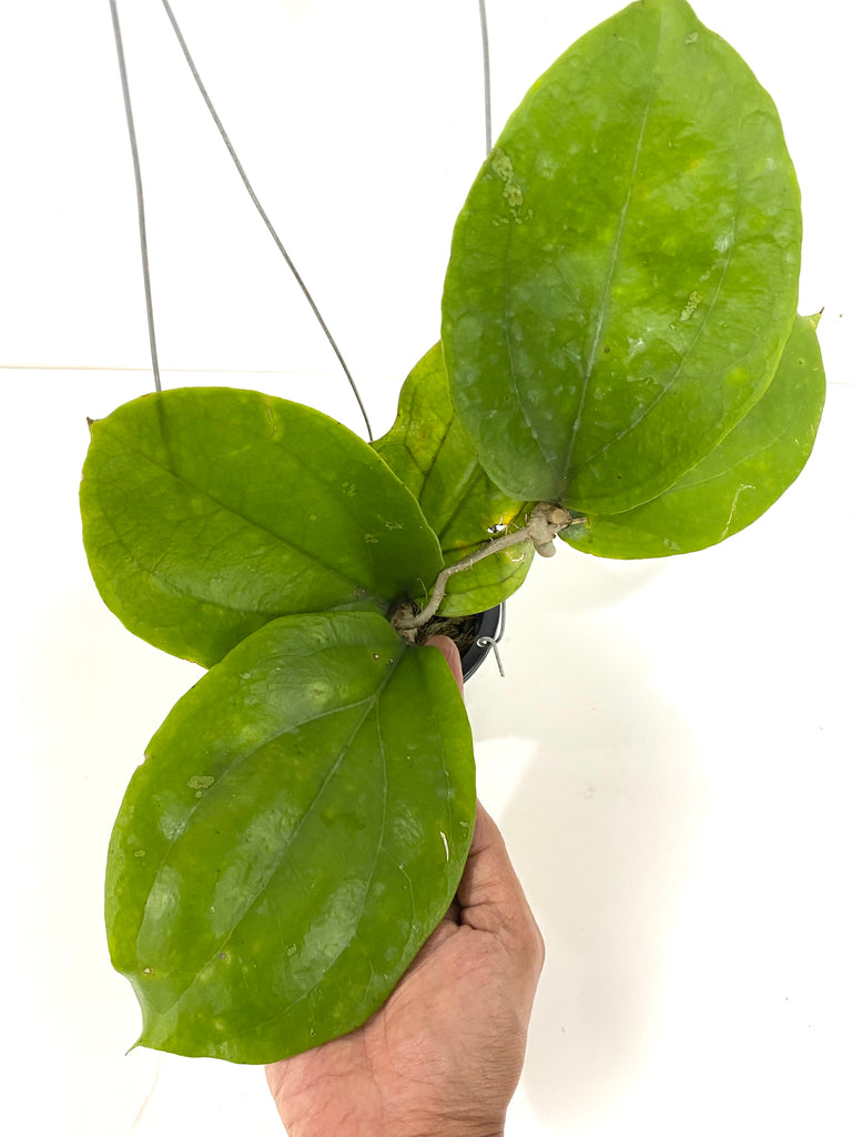 Hoya lambii – Crafted Identity