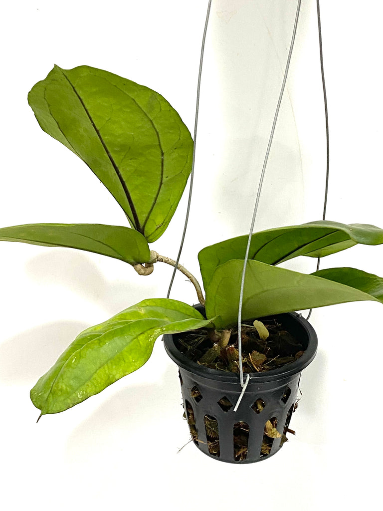 Hoya lambii – Crafted Identity