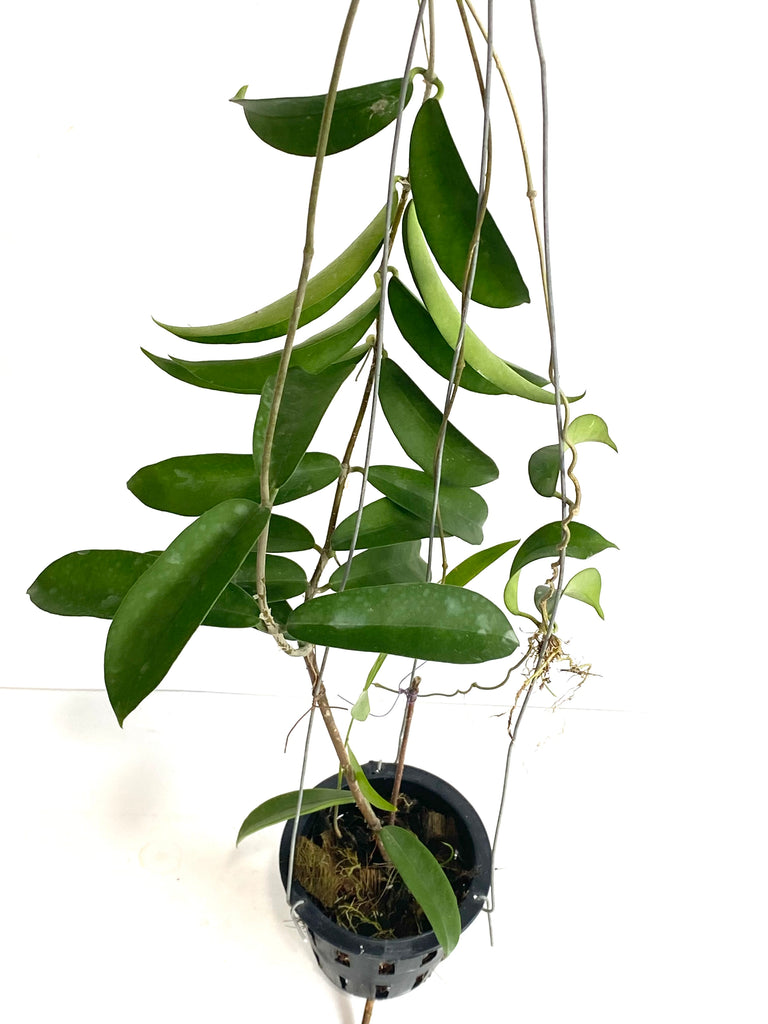 Hoya oblongacutifolia – Crafted Identity