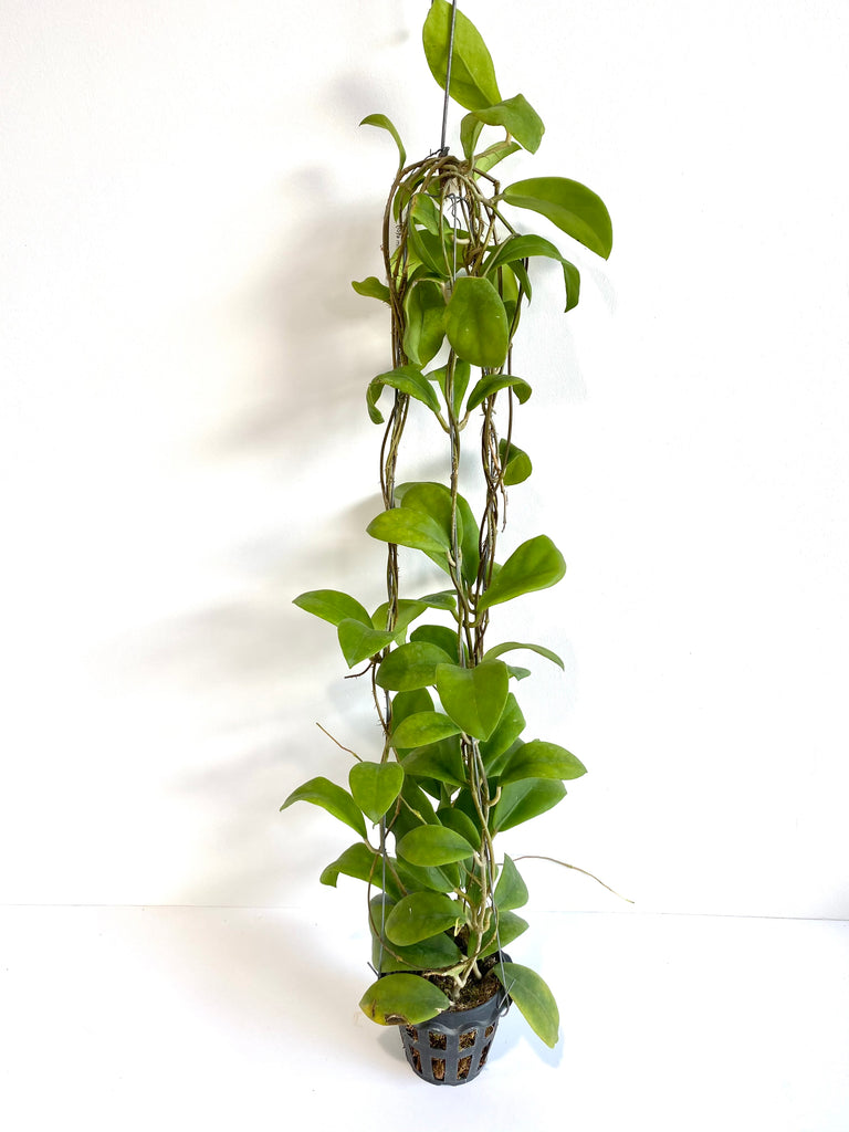 Hoya mindorensis Pink – Crafted Identity