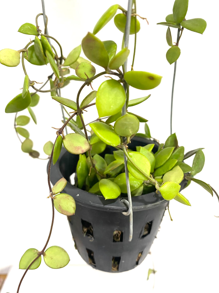 Hoya picta – Crafted Identity