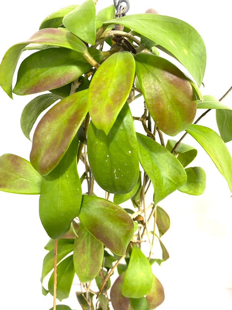 Hoya mindorensis (red) – Crafted Identity