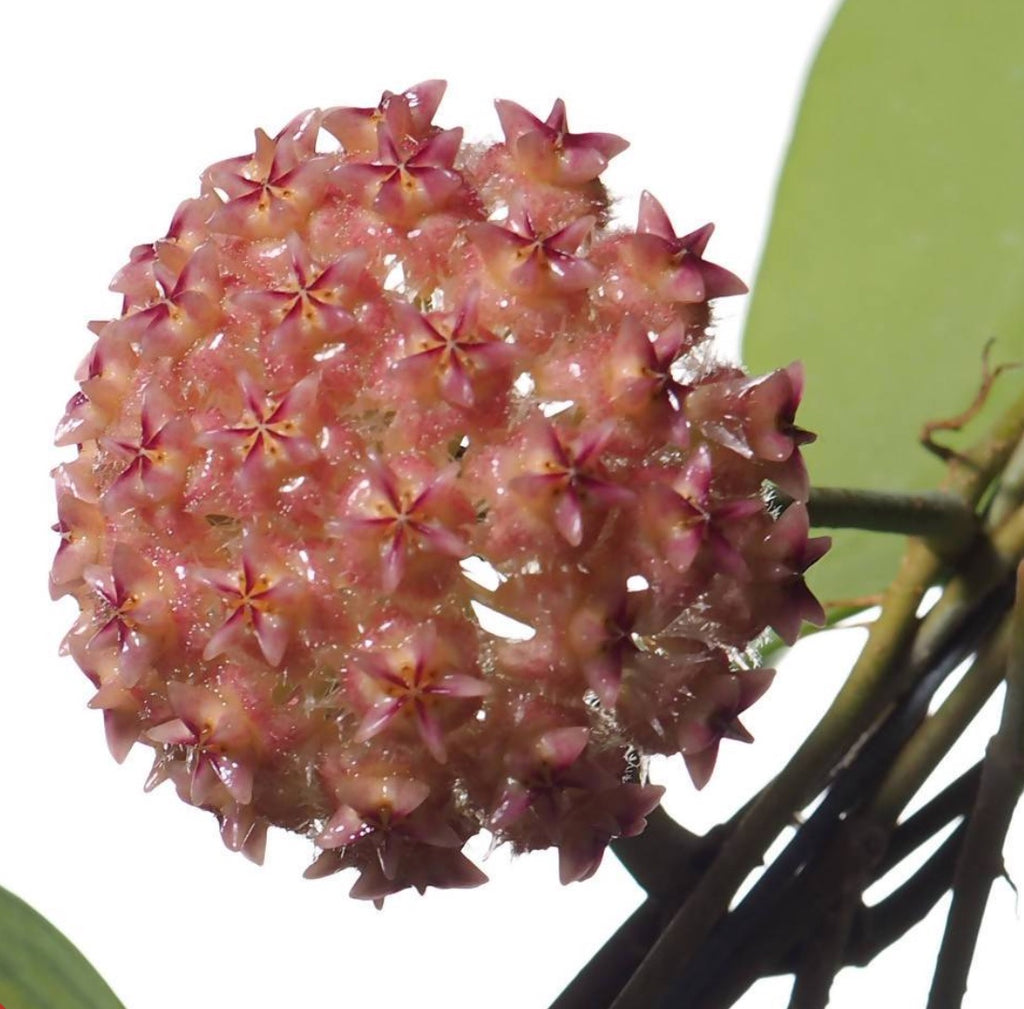 Hoya mindorensis Pink – Crafted Identity